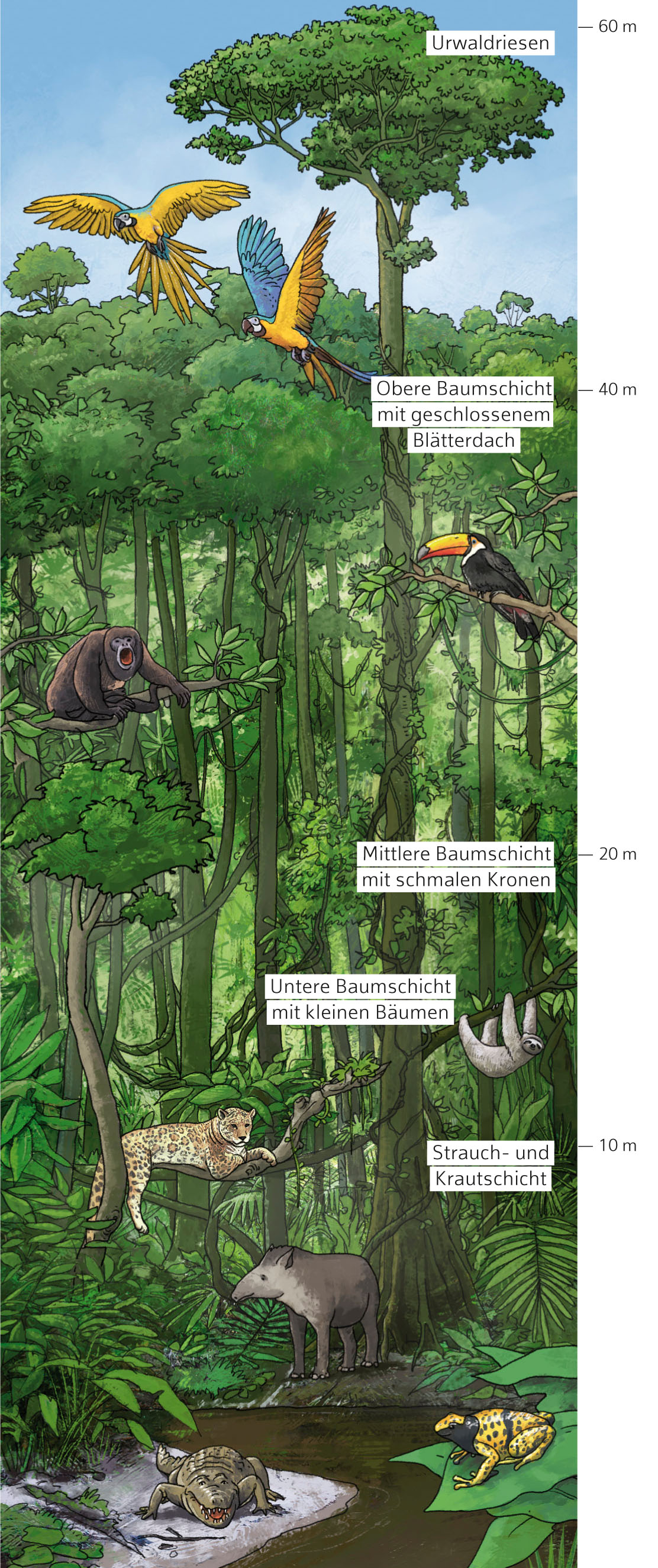 Namen Von Pflanzen Und Tieren Des Tropischen Regenwalds Biodiversität